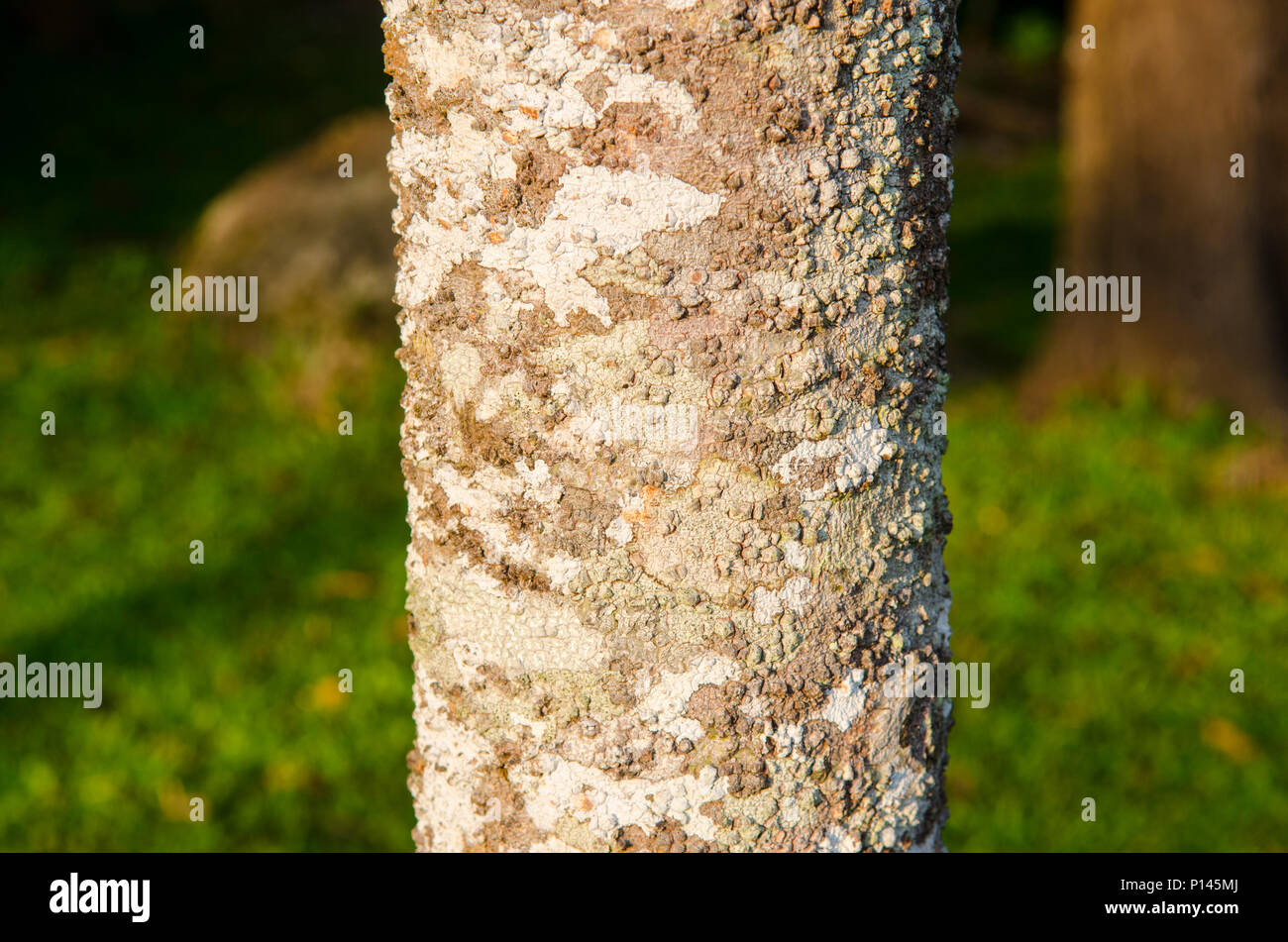 beech trunk in a forest Stock Photo - Alamy