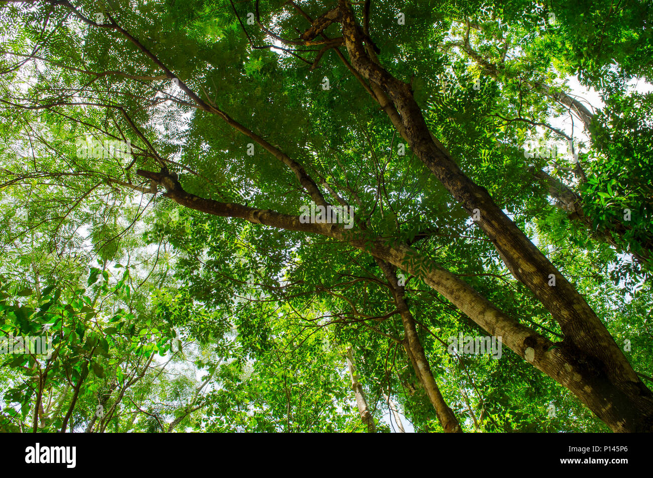 the old big tree with branches and green spring leaves Stock Photo - Alamy