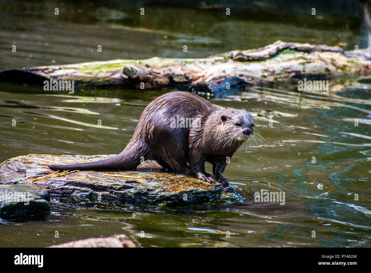 Asian otter hi-res stock photography and images - Alamy