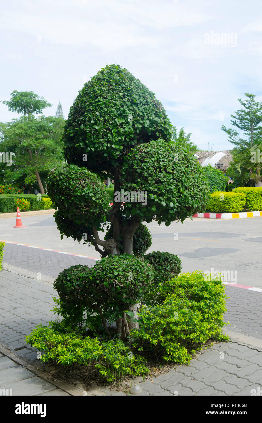 Trees are very tall and beautiful sky Stock Photo - Alamy