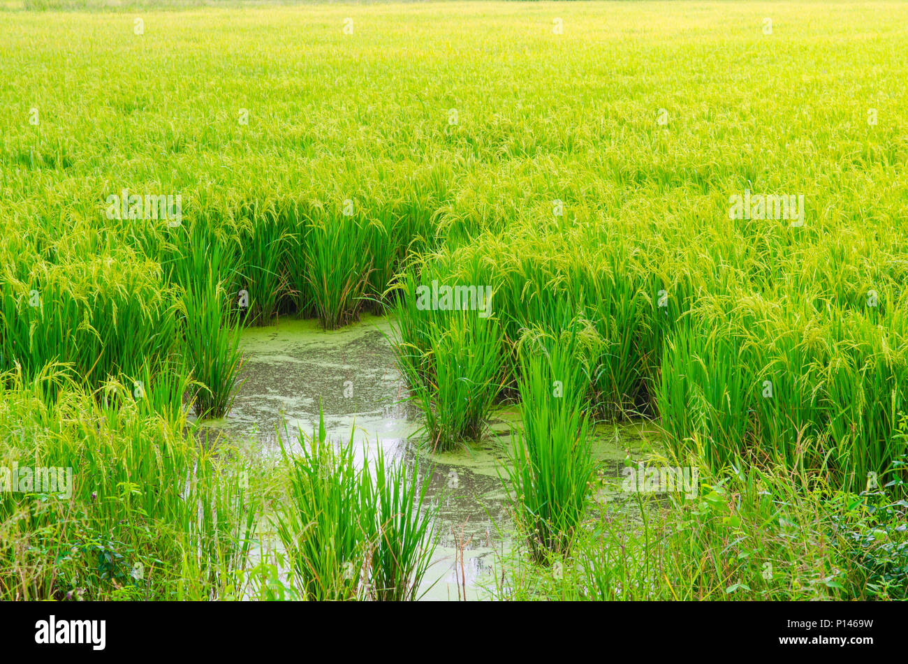 Green rice field at sunset hi-res stock photography and images - Alamy