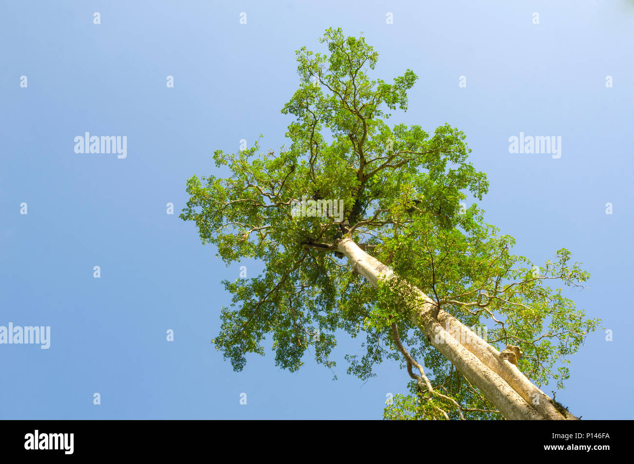 Trees are very tall and beautiful sky Stock Photo - Alamy