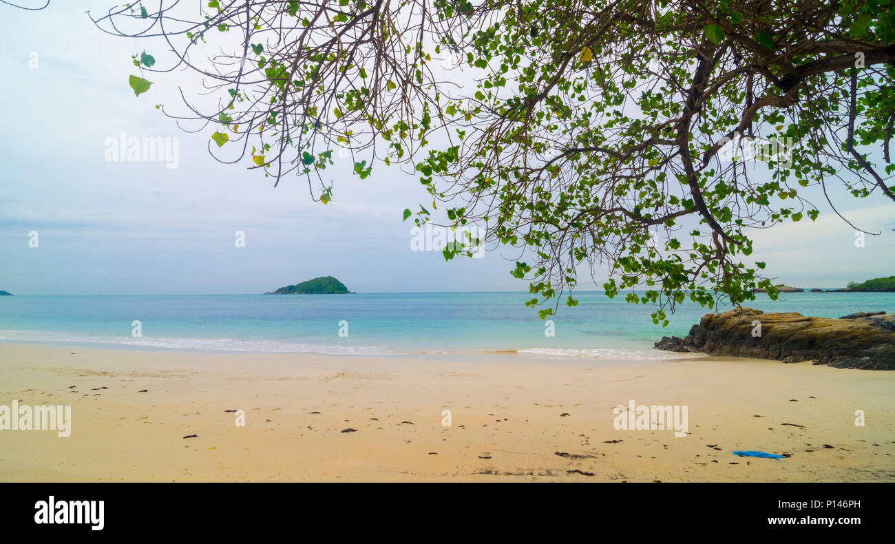 Trees and forest ecosystems beach Stock Photo - Alamy