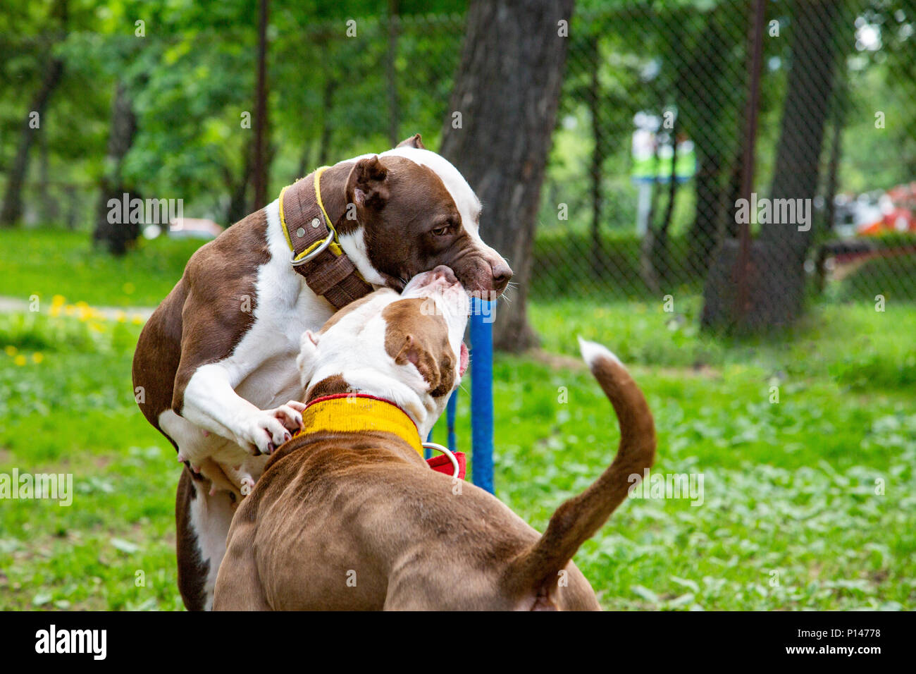 Twoanimals hi-res stock photography and images - Alamy