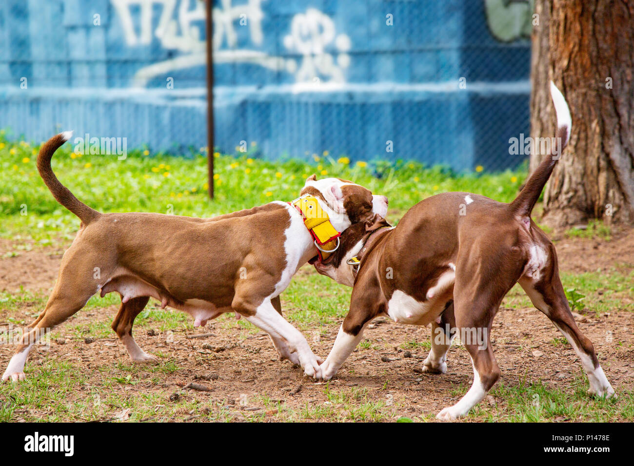 Twoanimals High Resolution Stock Photography and Images - Alamy