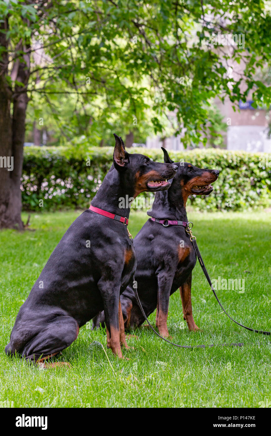 two black dobermans sitting on the grass Stock Photo - Alamy