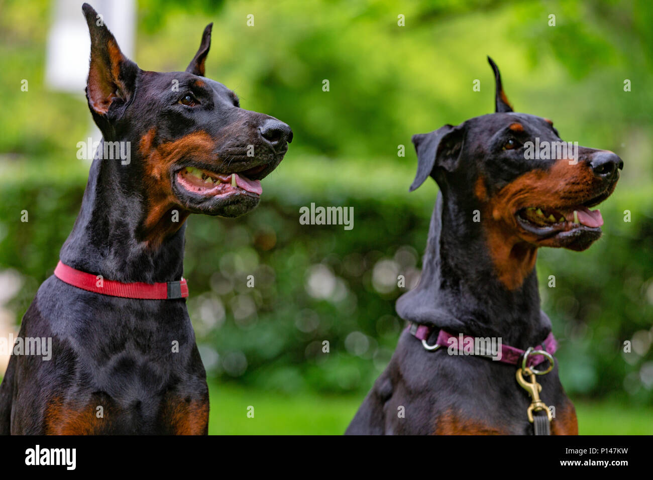 Doberman pair hi-res stock photography and images - Alamy