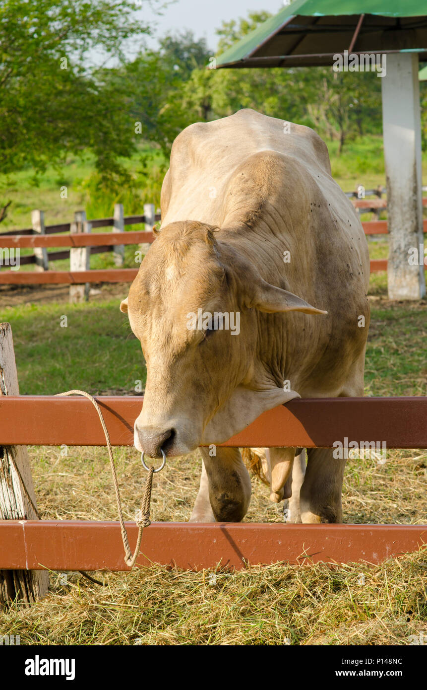 Large cattle in farms Stock Photo - Alamy