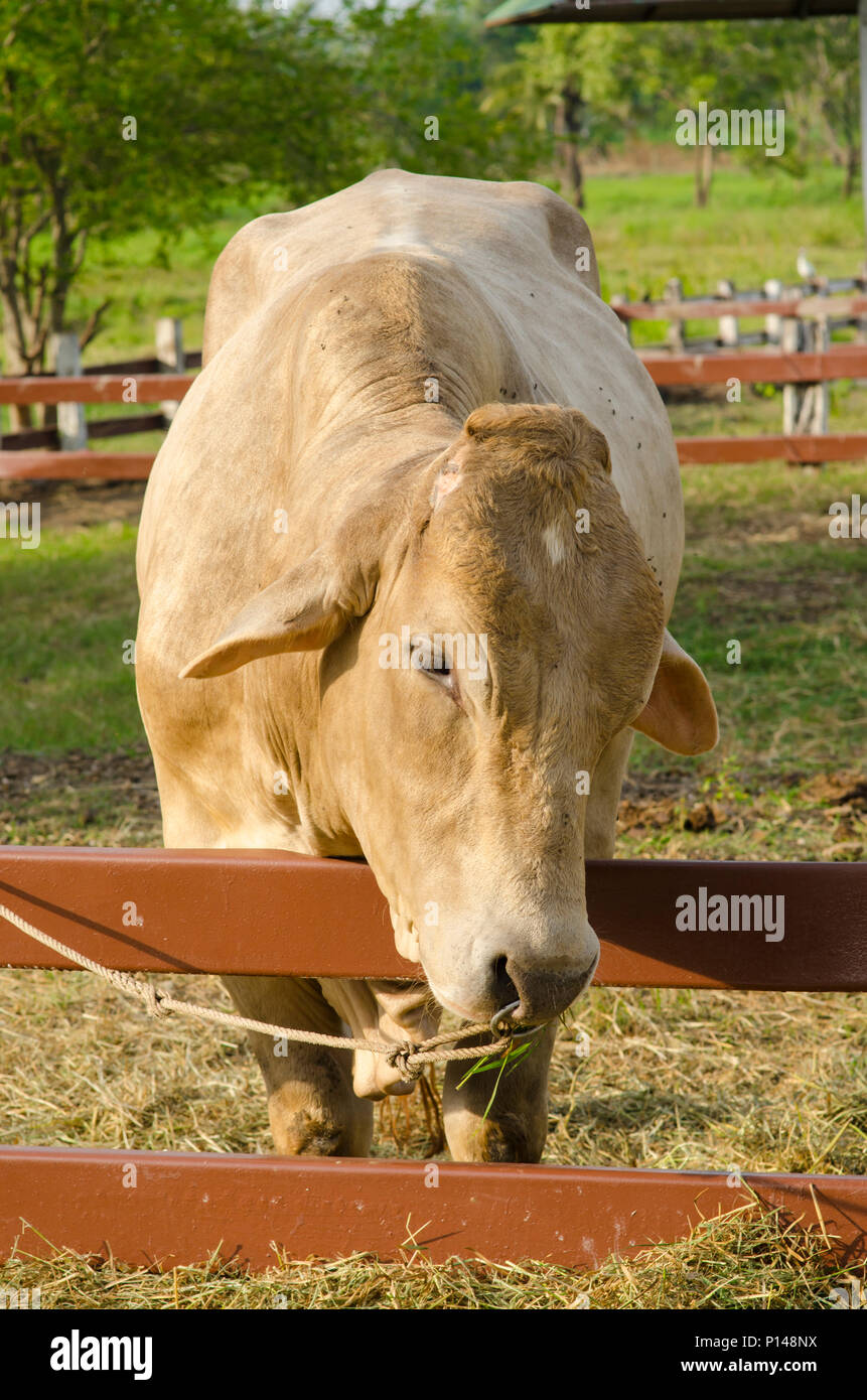 Animal cow barn forage animal husbandry hi-res stock photography and ...