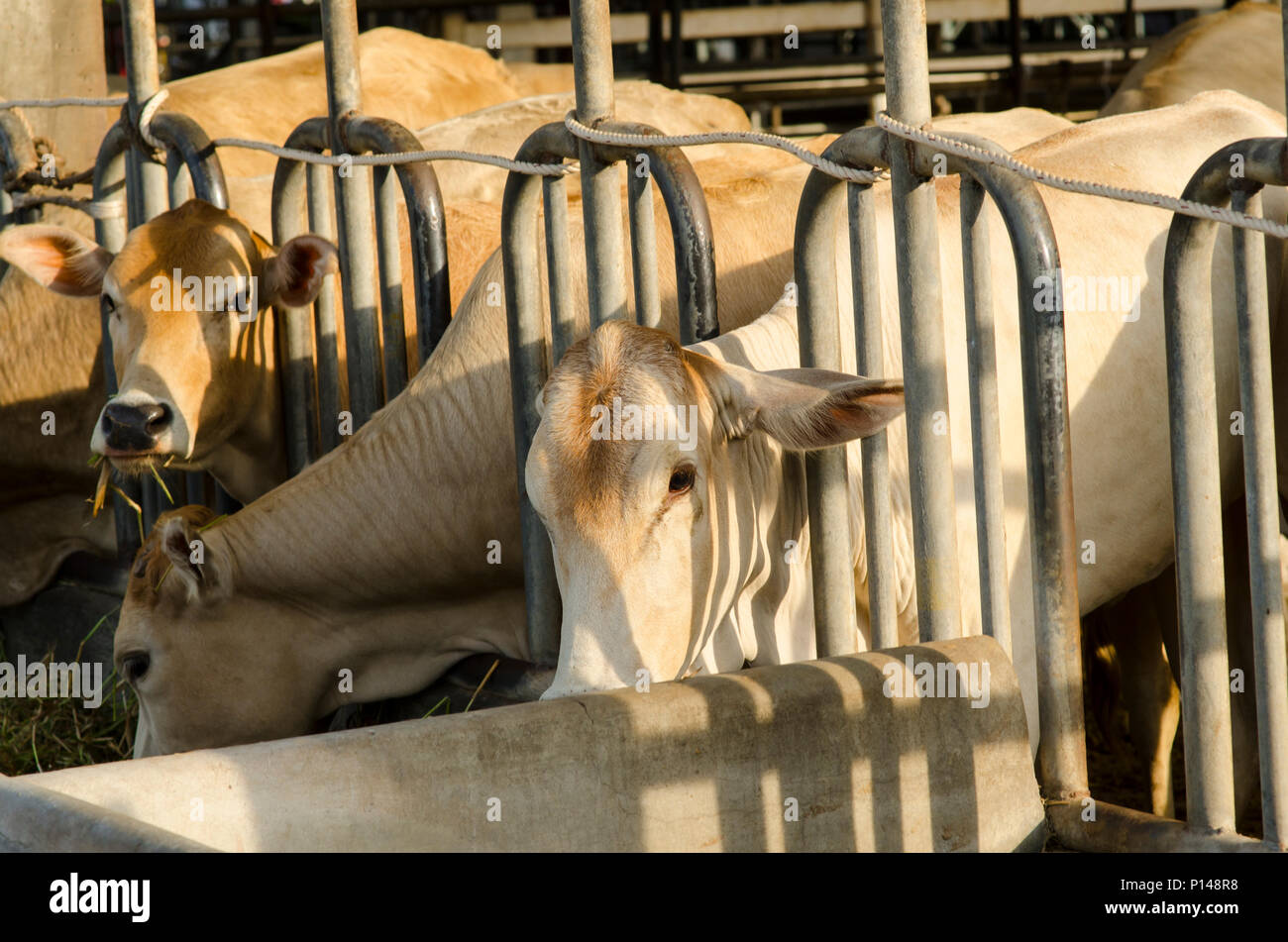 Cows on Farm Stock Photo - Alamy