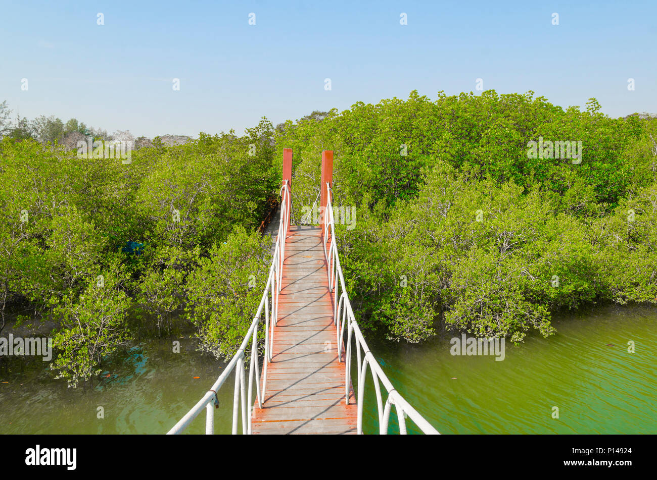 Suspension bridge in mangrove forest, tropical site Stock Photo - Alamy