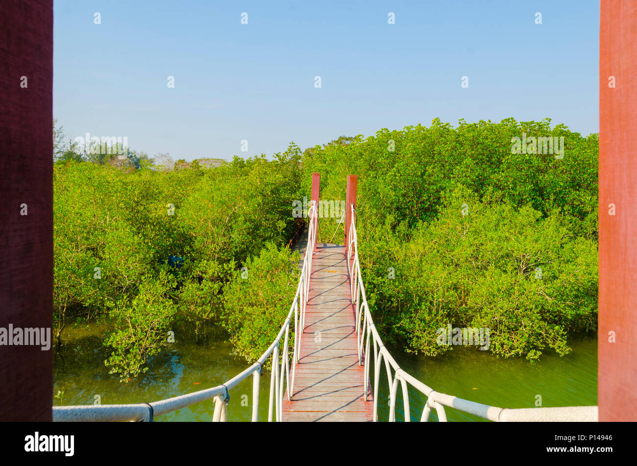 Suspension bridge in mangrove forest, tropical site Stock Photo - Alamy
