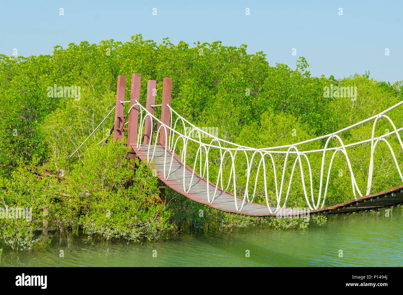 Suspension bridge in mangrove forest, tropical site Stock Photo - Alamy