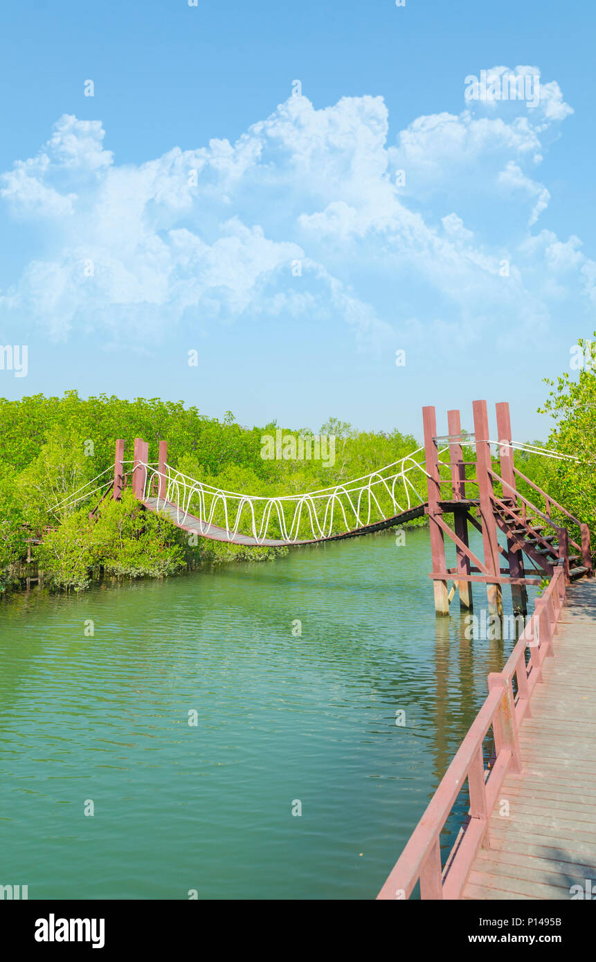 Suspension bridge in mangrove forest, tropical site Stock Photo - Alamy