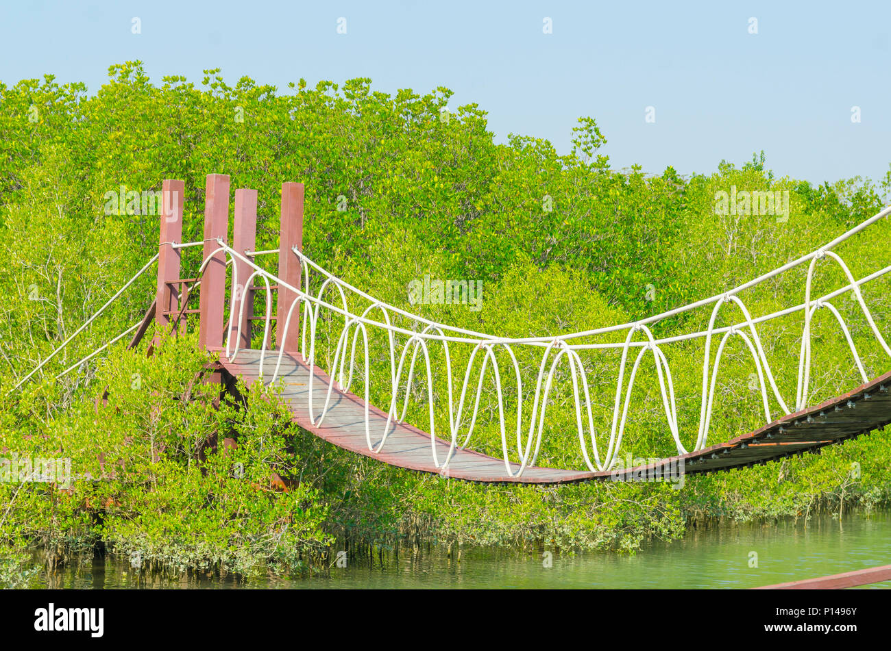 Suspension bridge in mangrove forest, tropical site Stock Photo - Alamy