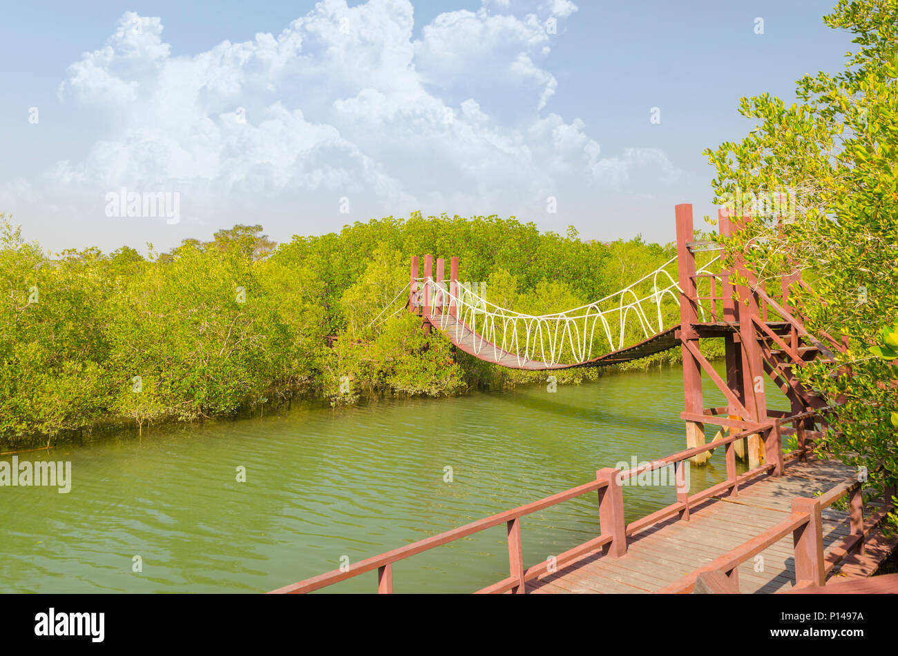 Suspension bridge in mangrove forest, tropical site Stock Photo - Alamy