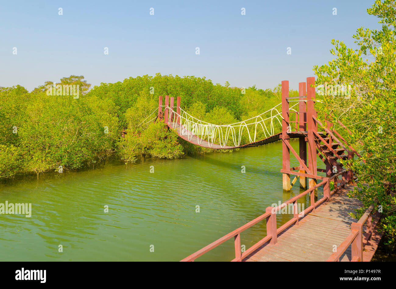 Suspension bridge in mangrove forest, tropical site Stock Photo - Alamy