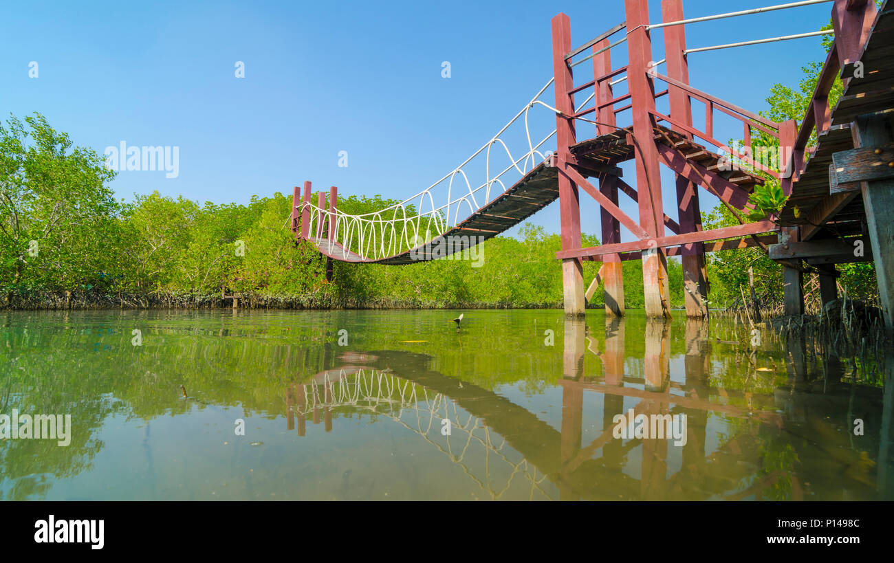 Suspension bridge in mangrove forest, tropical site Stock Photo - Alamy