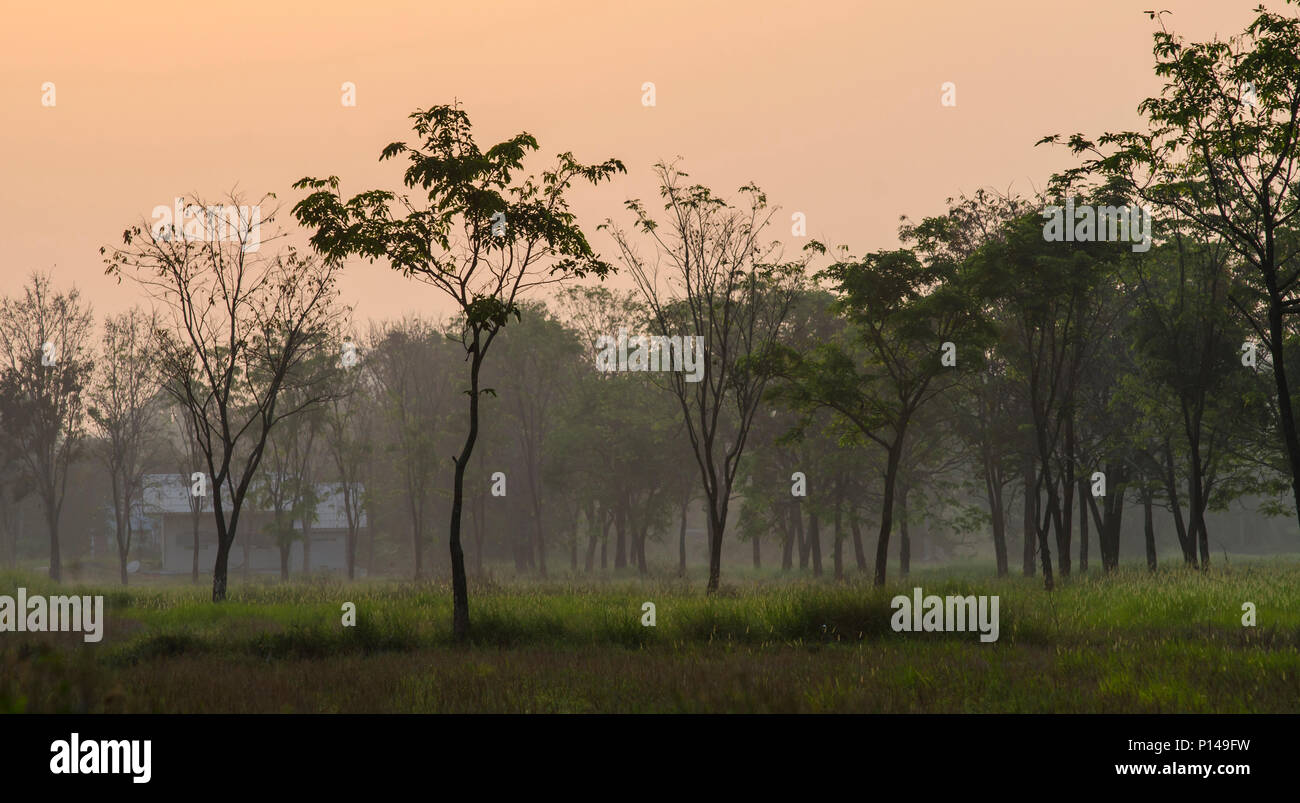 Tree at farm and field for agriculture background Stock Photo - Alamy