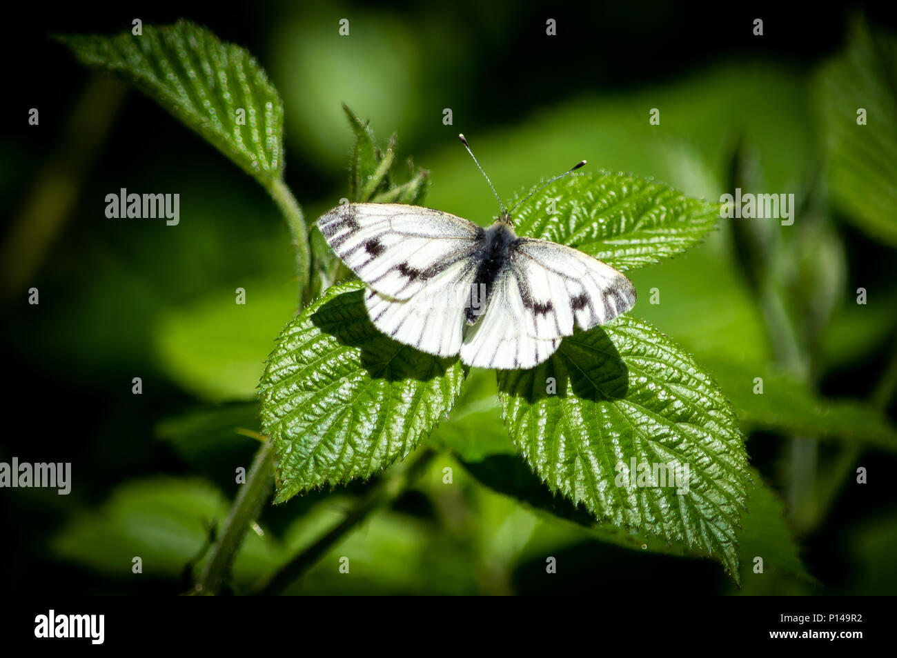 Butterfly on bramble leaf hi-res stock photography and images - Alamy