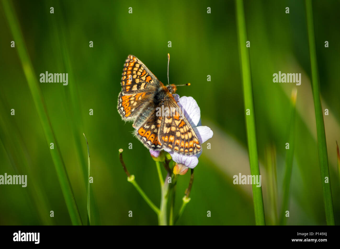 Marsh fritillary butterfly ireland hi-res stock photography and images ...