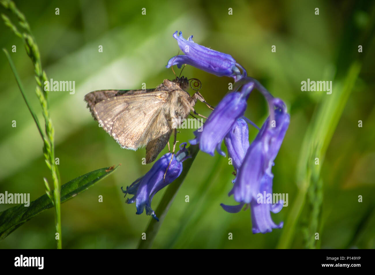 Silver y moth hi-res stock photography and images - Alamy