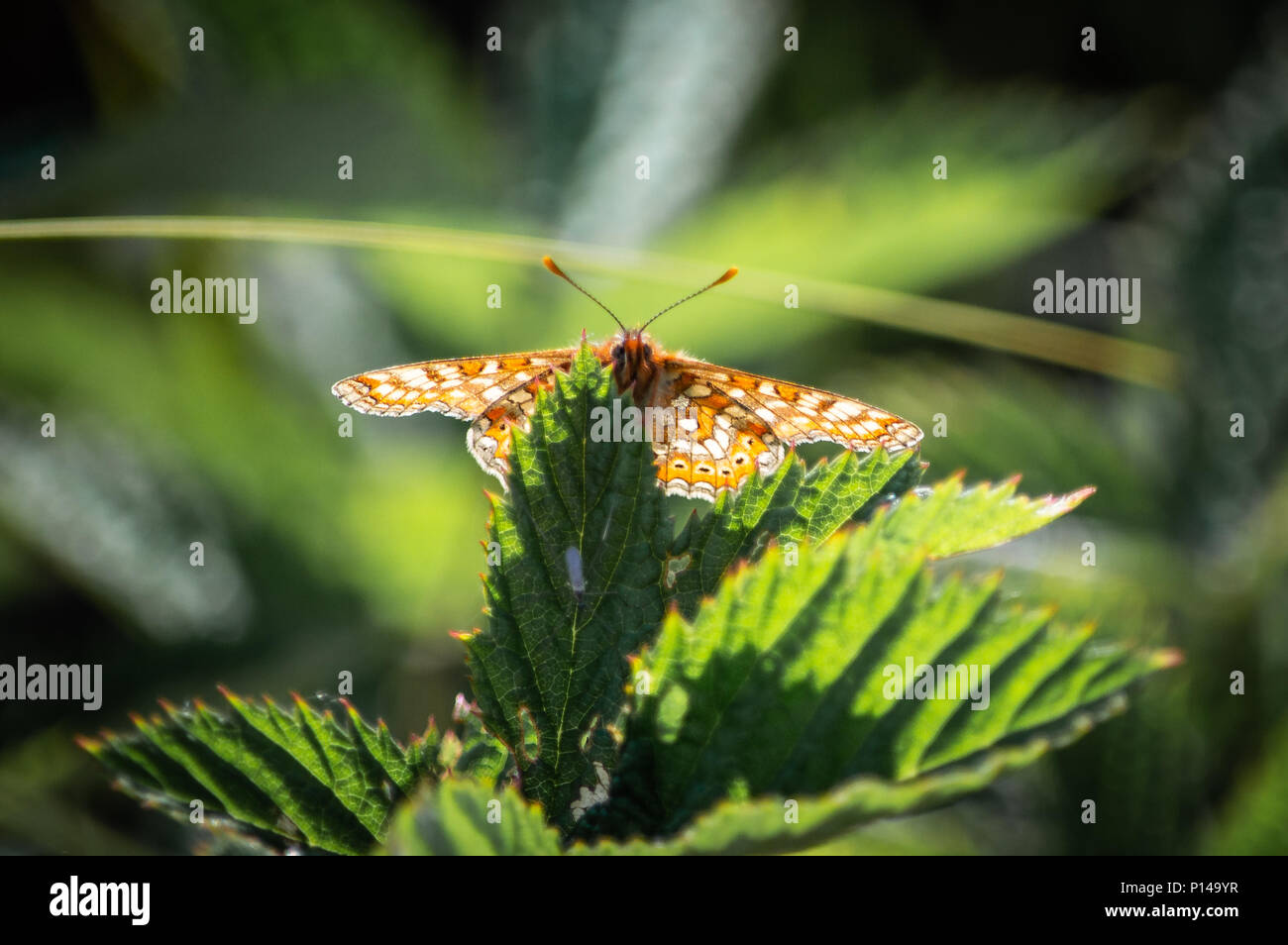 Marsh fritillary butterfly viewed from underneath Stock Photo - Alamy