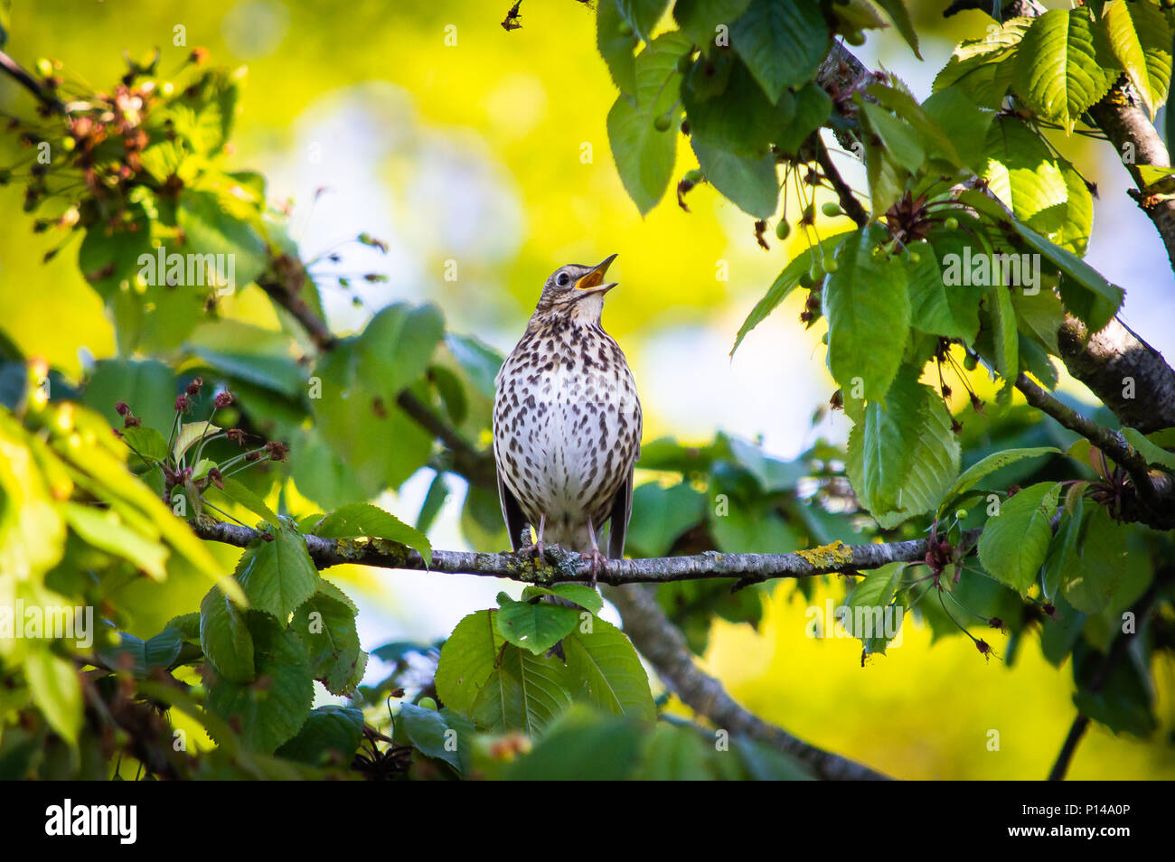 Song thrush singing Stock Photo - Alamy