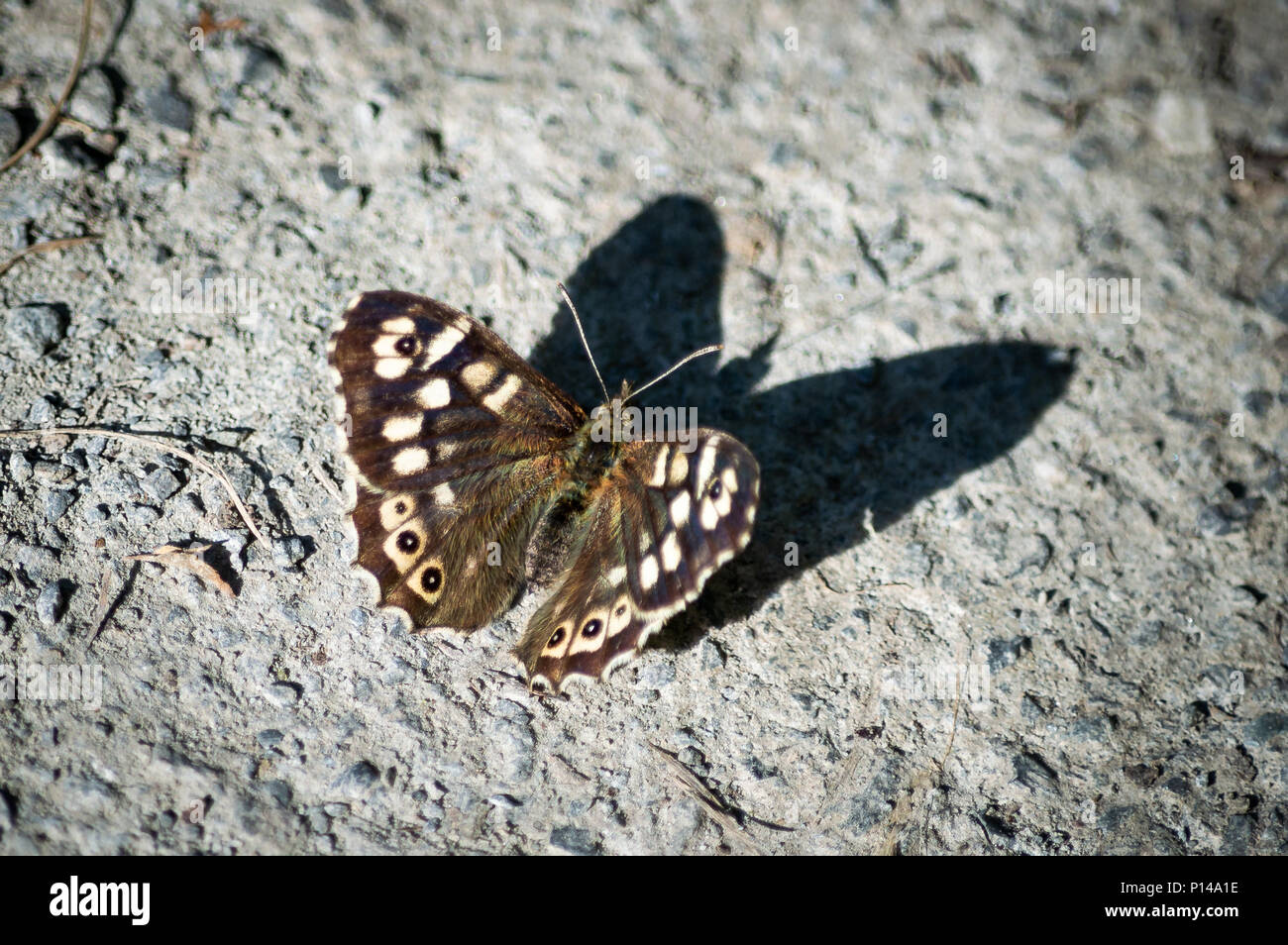 Butterfly shadow hi-res stock photography and images - Alamy