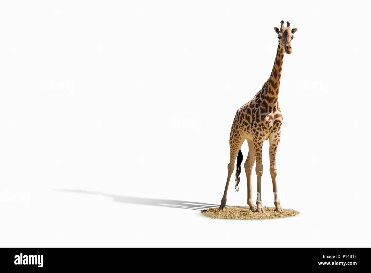 Giraffe standing on a wite background with shadow and savannah ground ...