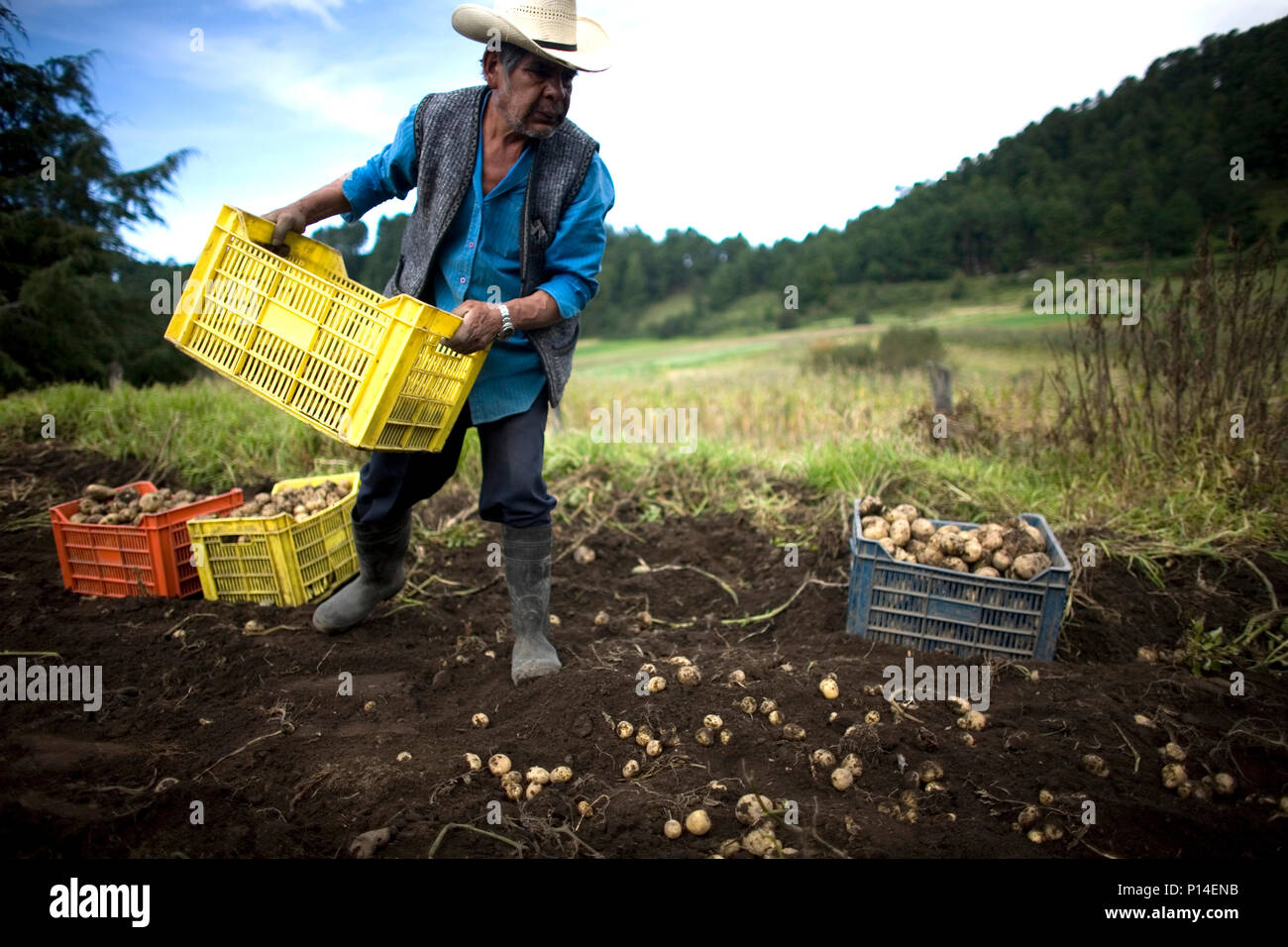 A man harvests potatoes on a farm in Meson Viejo, Mexico State, Mexico ...