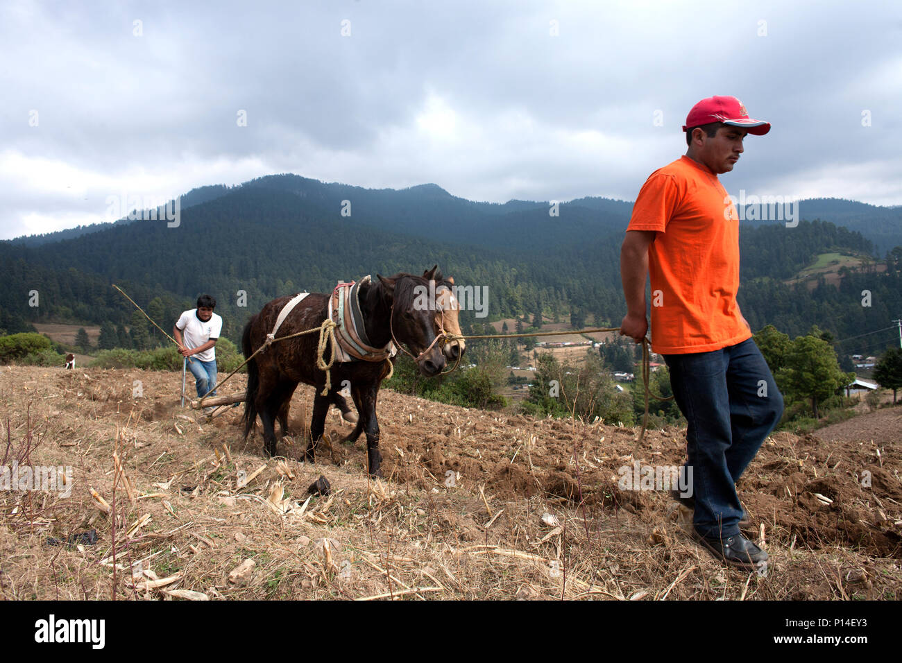 Plowing with mules hi-res stock photography and images - Alamy