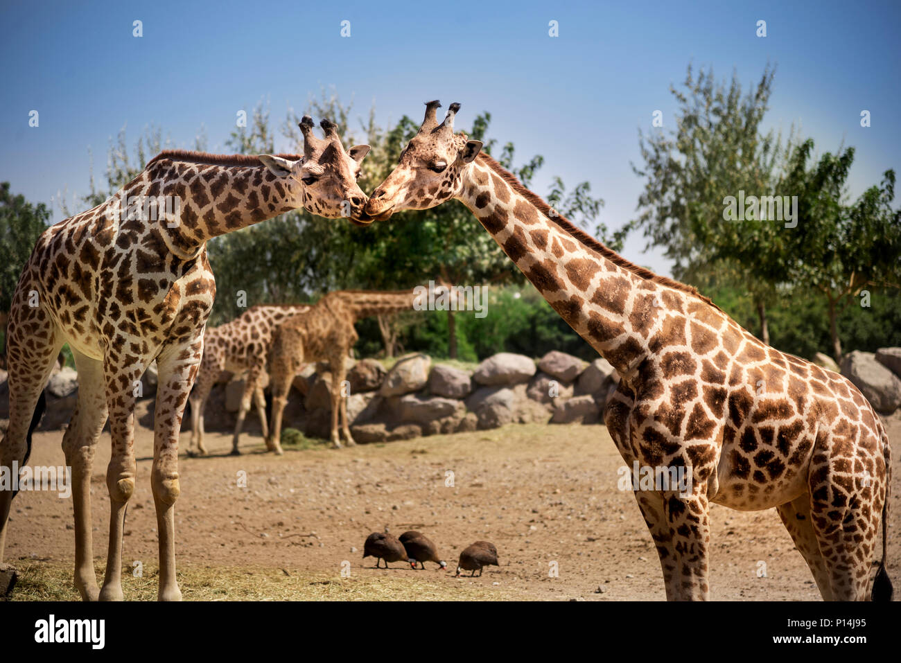 Giraffes Kissing Wallpaper