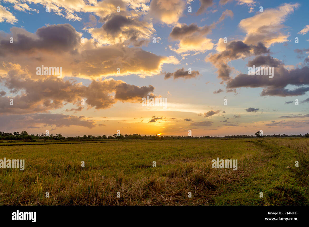 Sunrise of paddy fields hi-res stock photography and images - Alamy