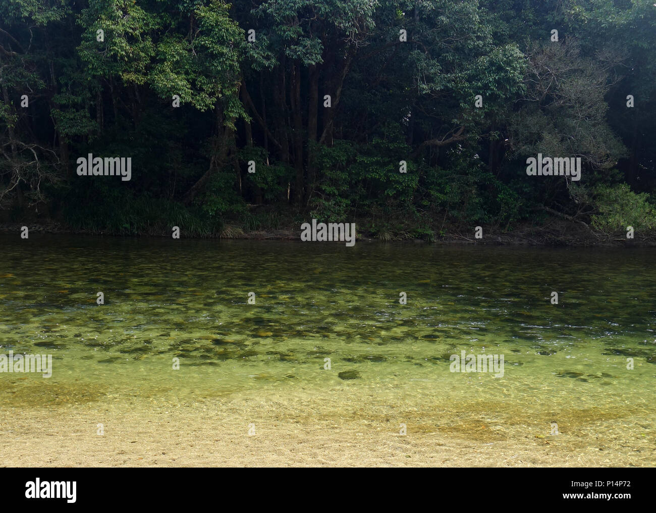 Clean river and rainforest, Goldsborough Valley, Wooroonooran National ...