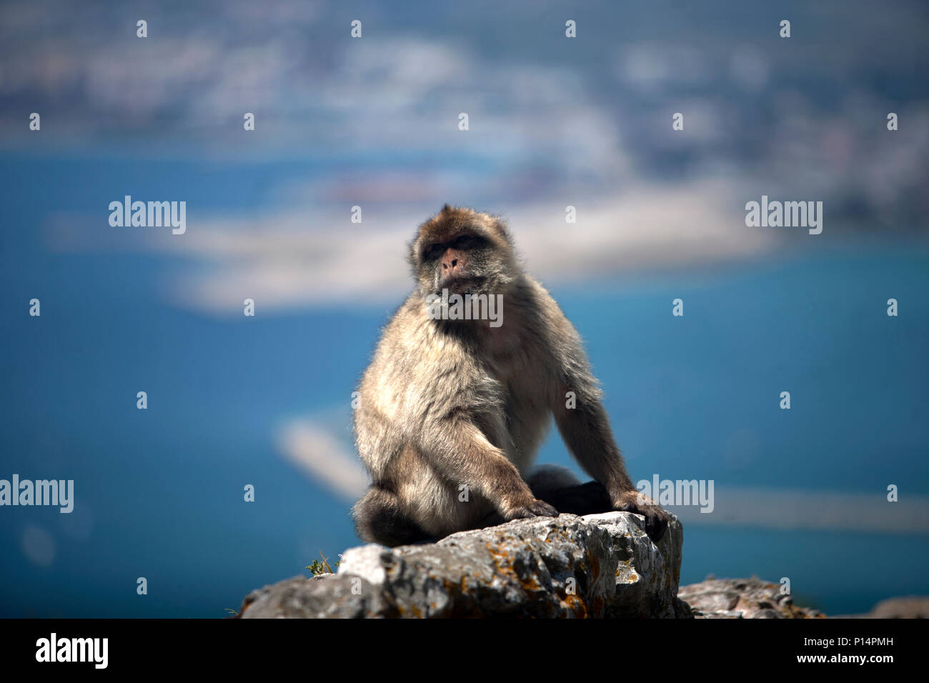 A Gibraltar Monkey or Barbary Macaque sits on a rock in Gibraltar ...