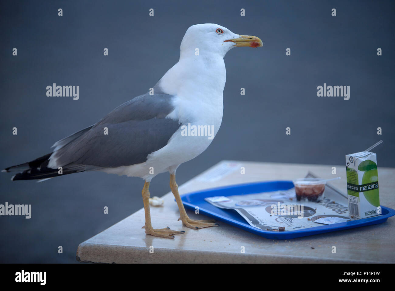 Seagull plastic waste hi-res stock photography and images - Alamy
