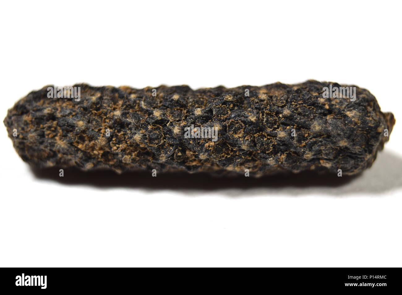 Indian long pepper (piper longum) isolated, extreme closeup (macro ...