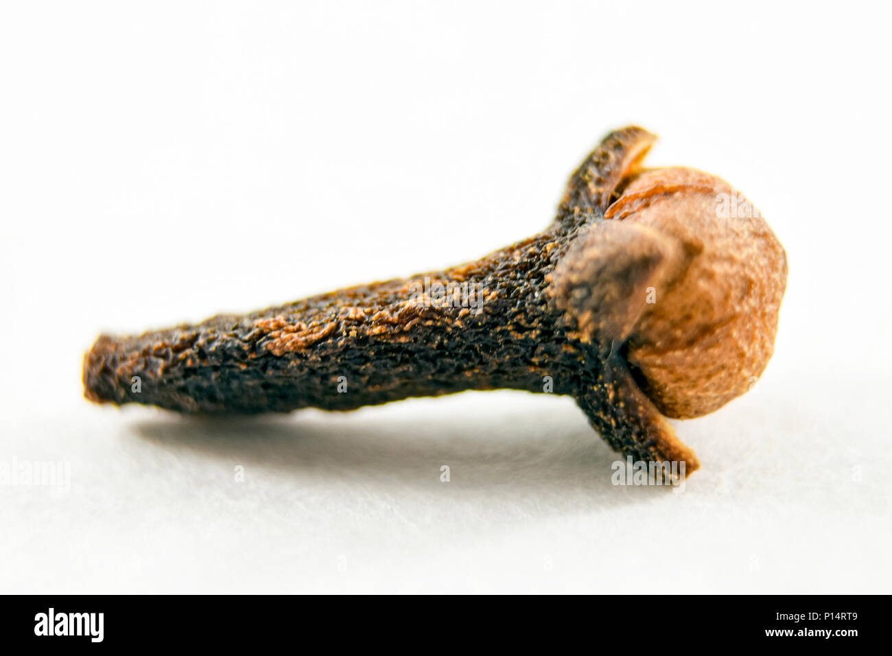 Clove syzygium aromaticum hi-res stock photography and images - Alamy