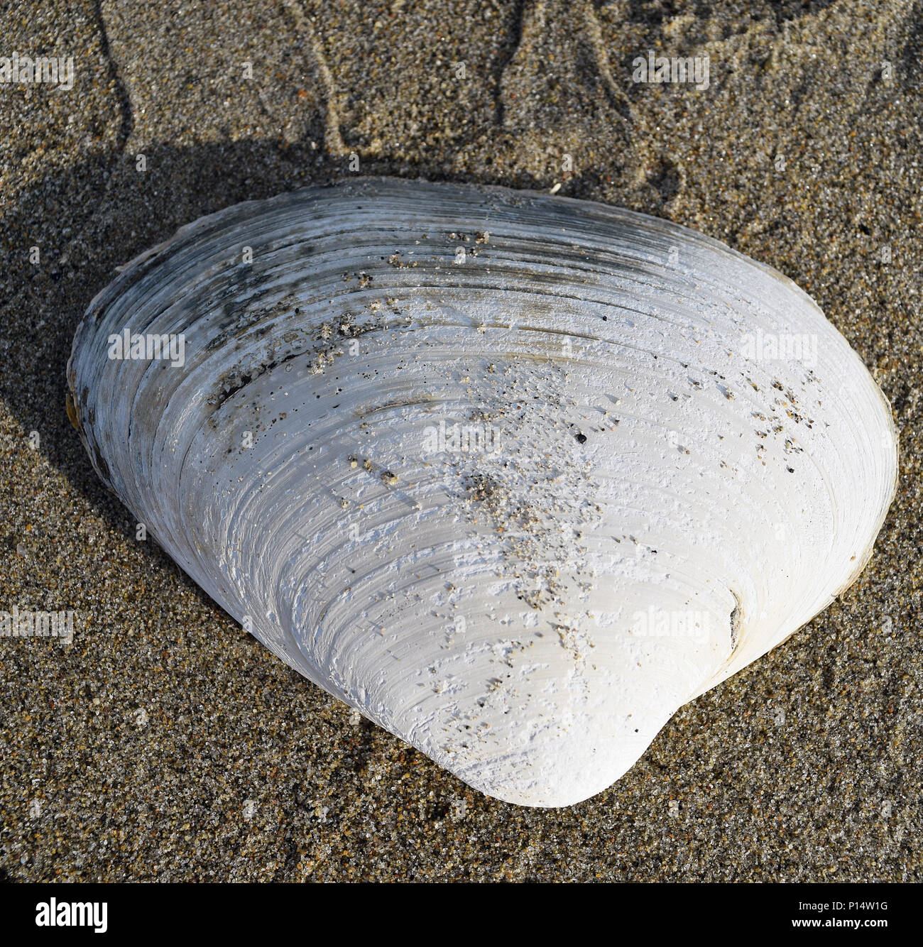 Clam shell on sand on beach in Massachusetts Stock Photo - Alamy