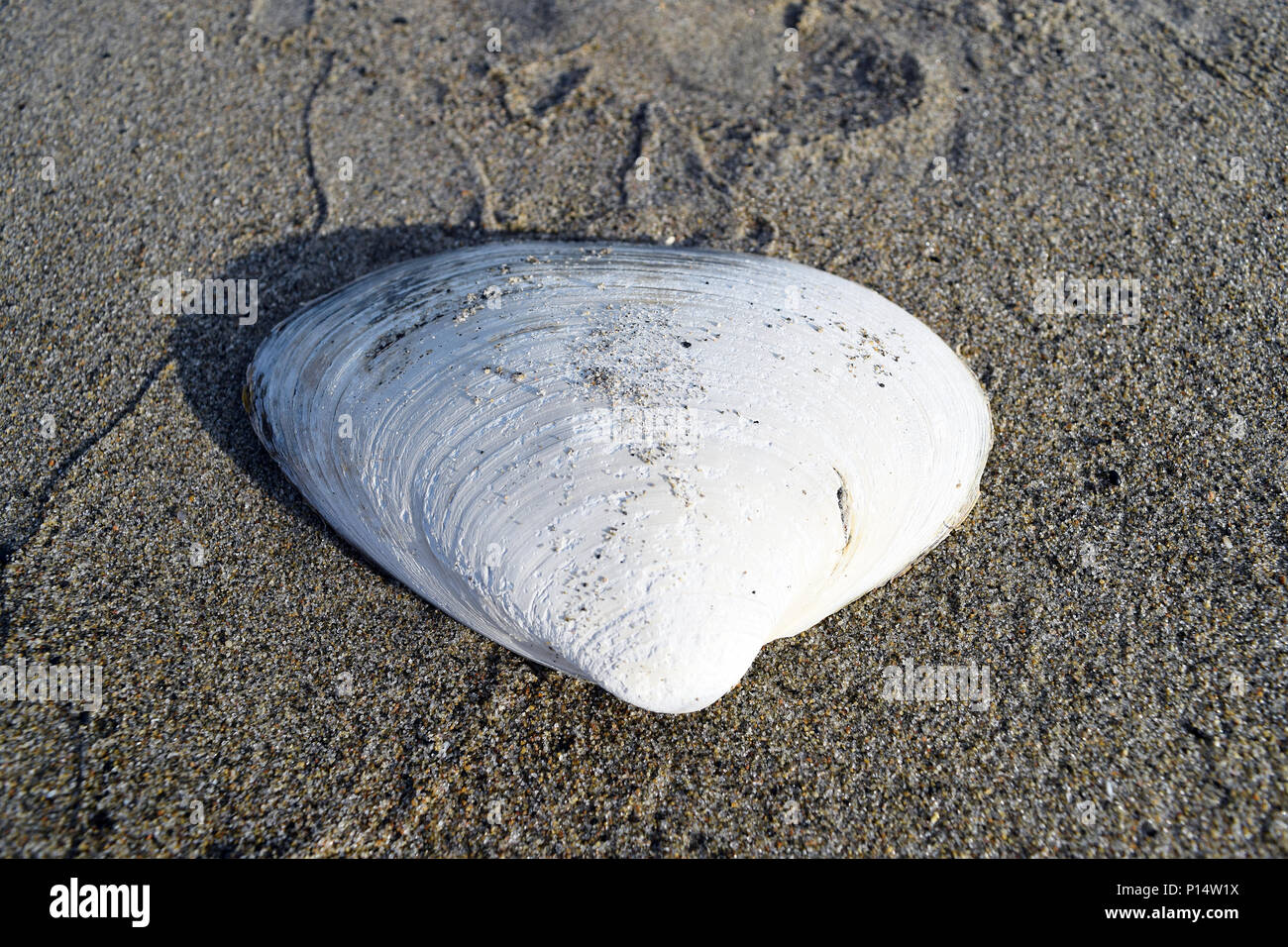 Clam shell on sand on beach in Massachusetts Stock Photo - Alamy