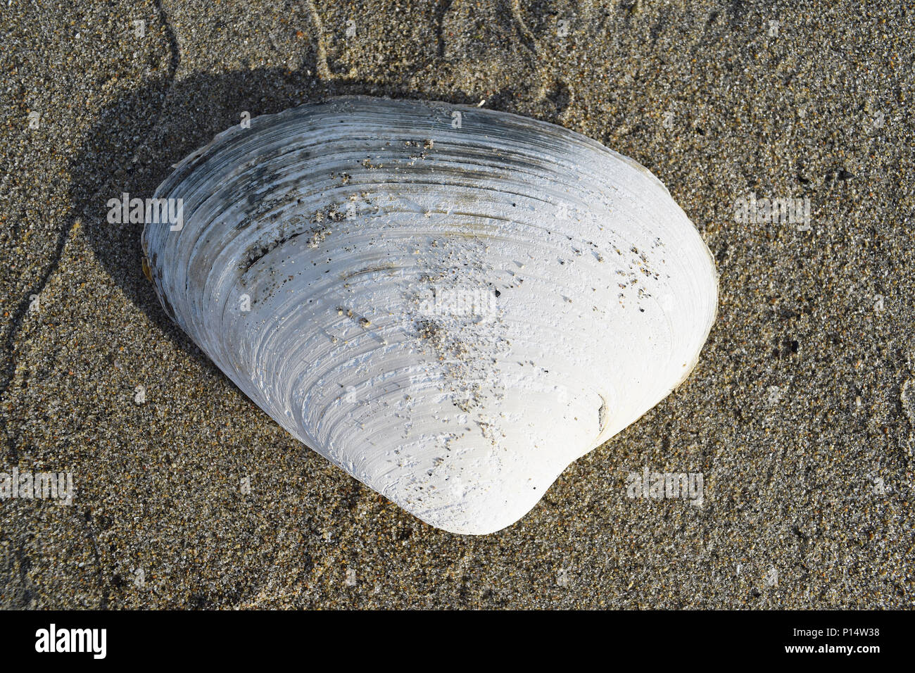 Clam shell on sand on beach in Massachusetts Stock Photo - Alamy