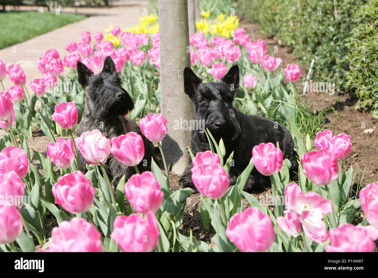Bush miss beazley and barney hi-res stock photography and images - Alamy