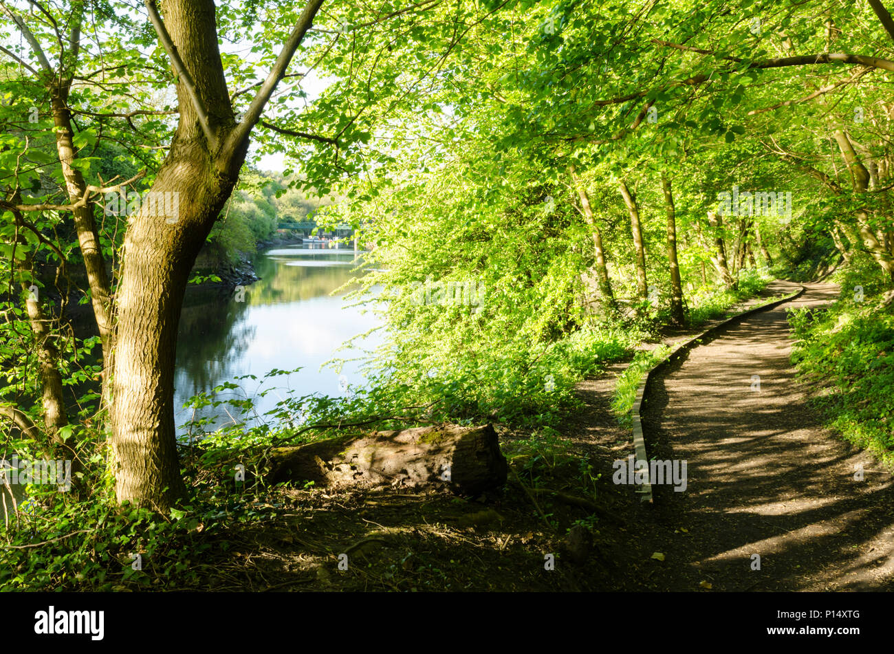 Riverside Pathway Along the Banks of the River Wear at Coxgreen Stock ...