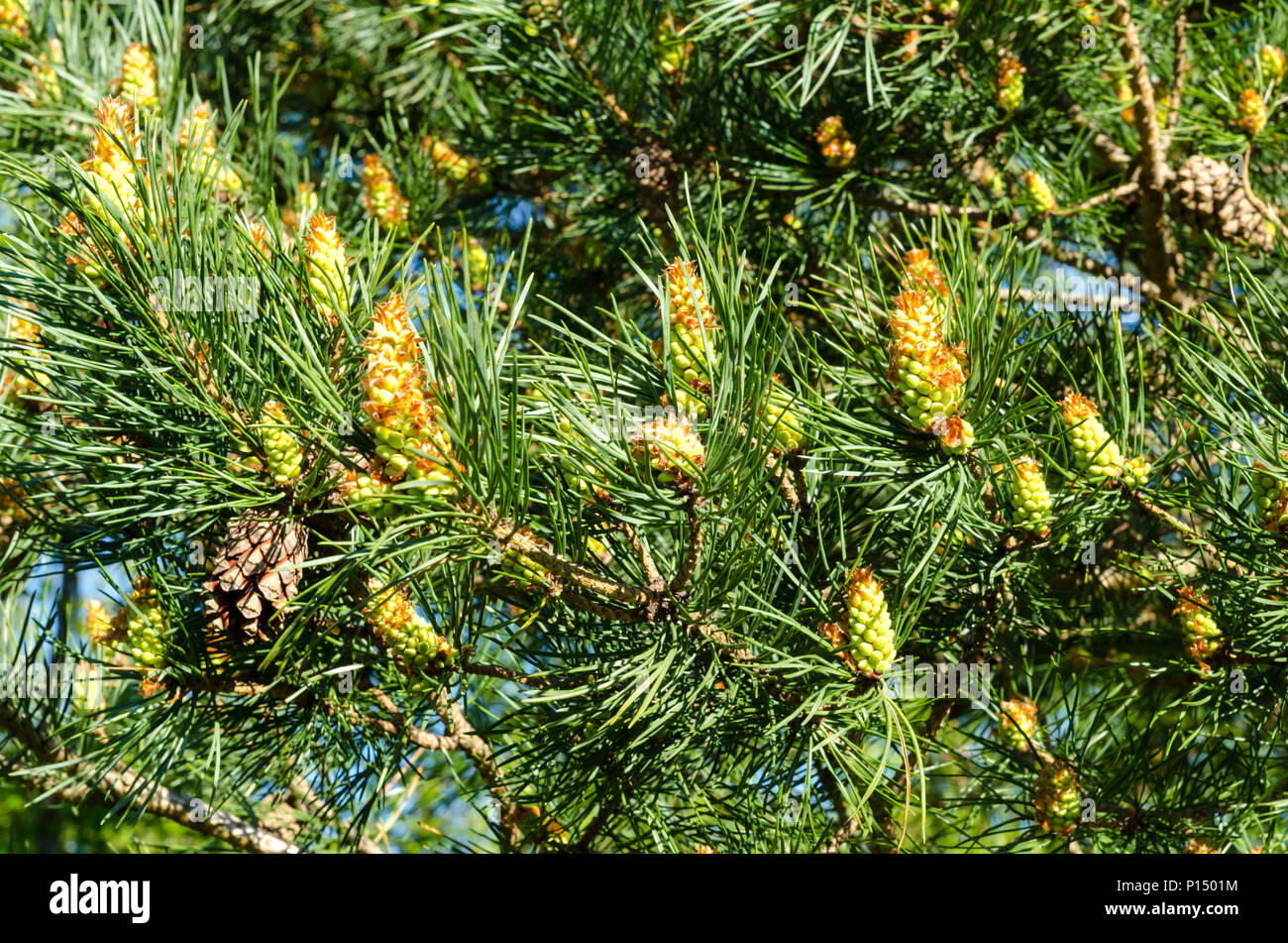 Scots Pine (Pinus Sylvestris) Flowers Stock Photo - Alamy