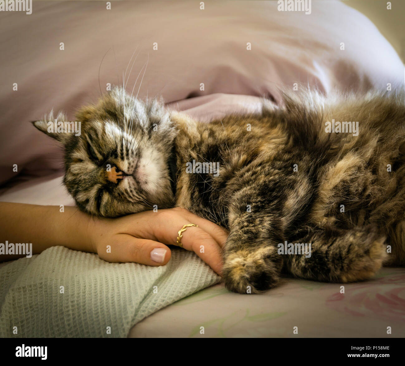 Cat sleeping on a woman's hand Stock Photo - Alamy