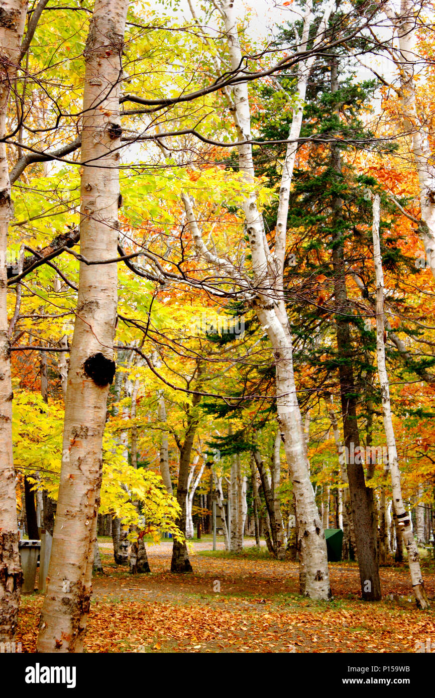 An autumn scene in the woods of Cape Breton Highlands National Park ...