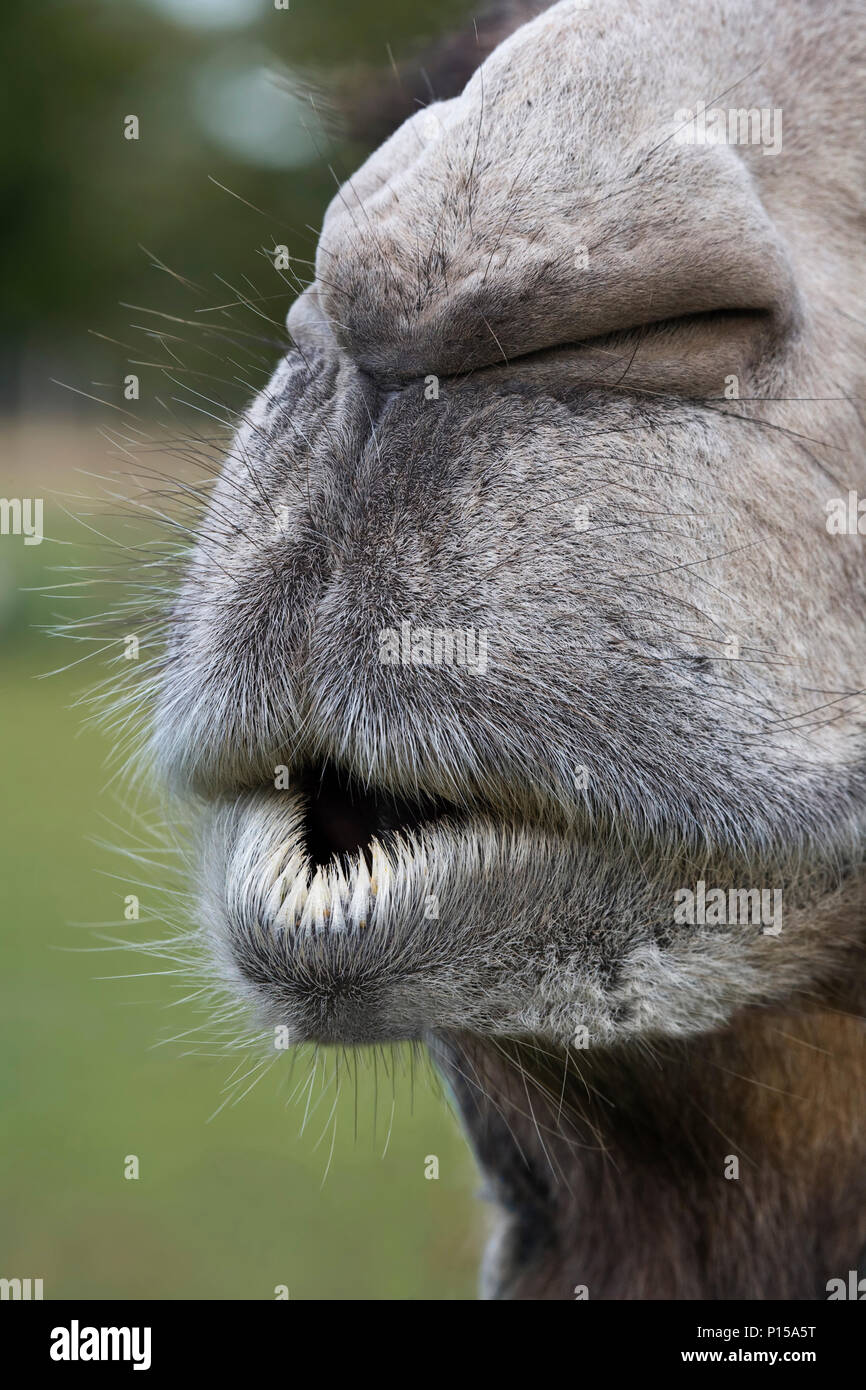 Close up on the snout of a camel with furry whiskers Stock Photo - Alamy