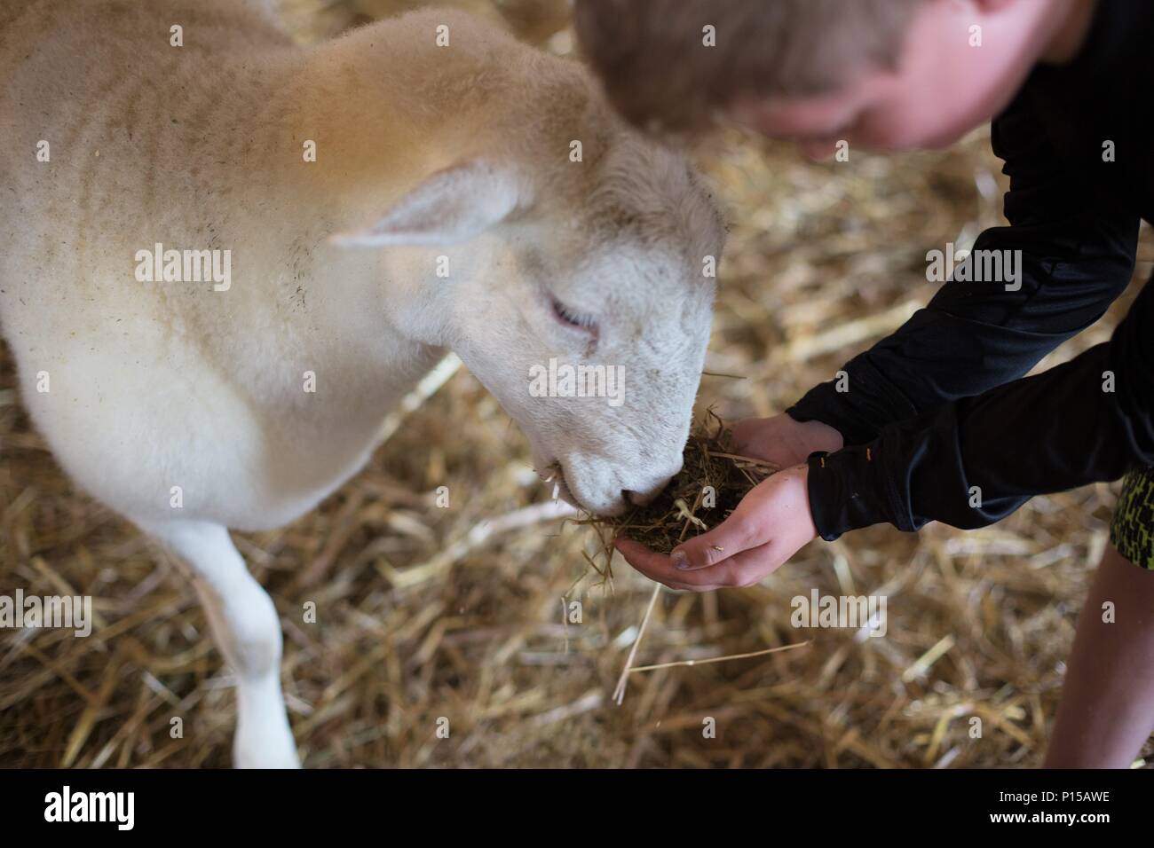 Kid feeding farm animal hi-res stock photography and images - Alamy