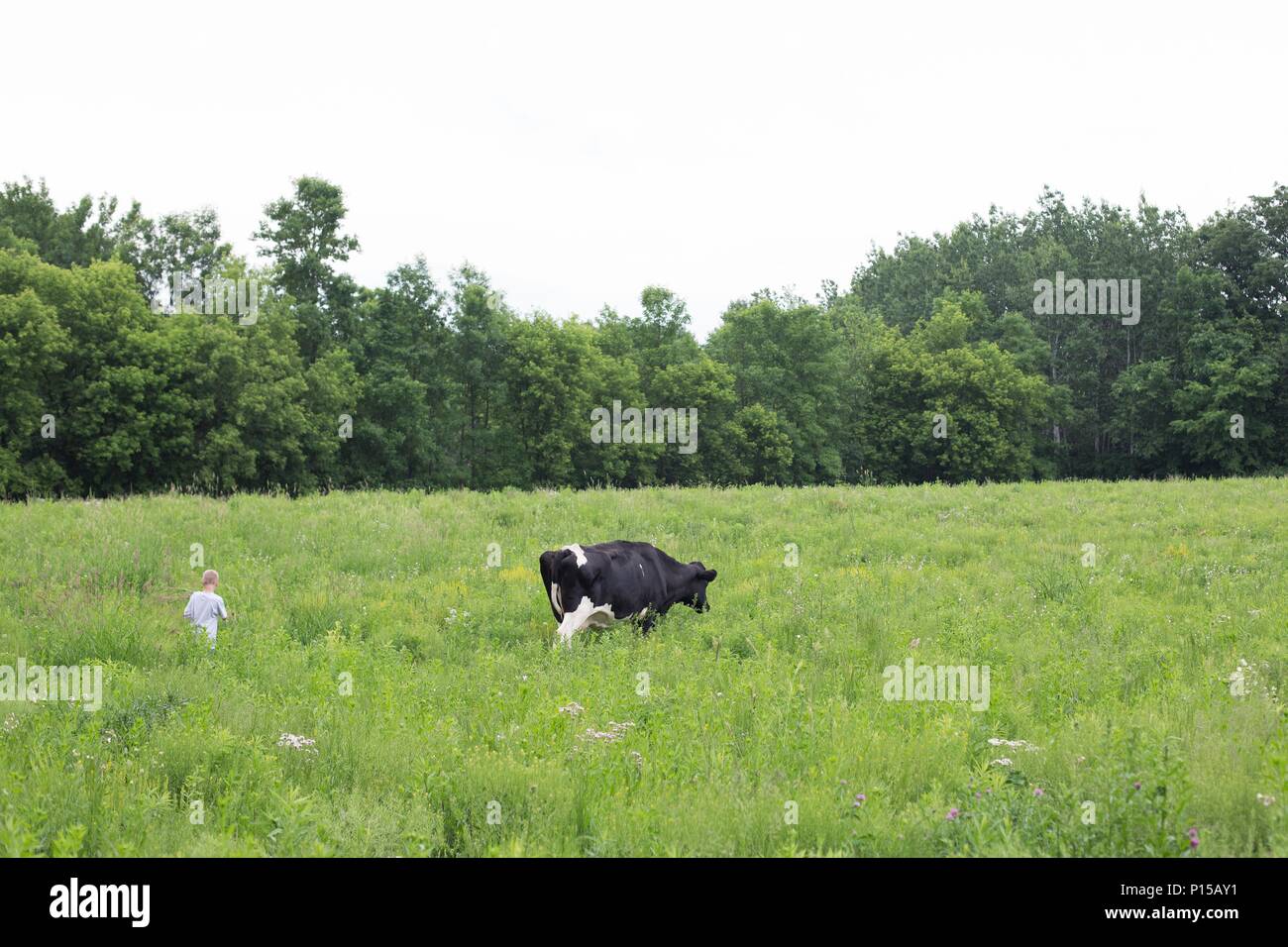 Holstein Cow Walking Stock Photos & Holstein Cow Walking Stock Images ...